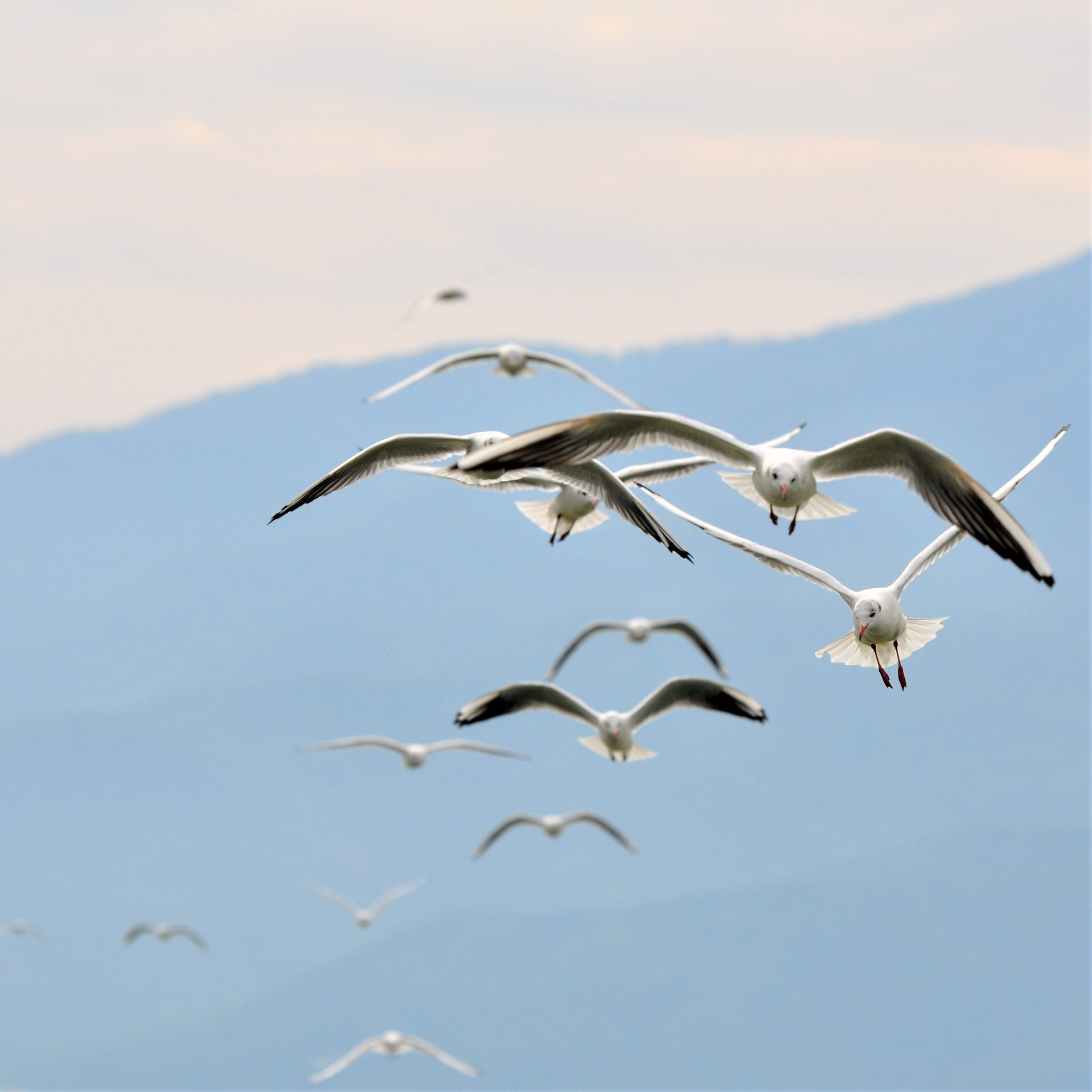 Bird-watching on Skyros: Observing the creatures who conquered freedom ...