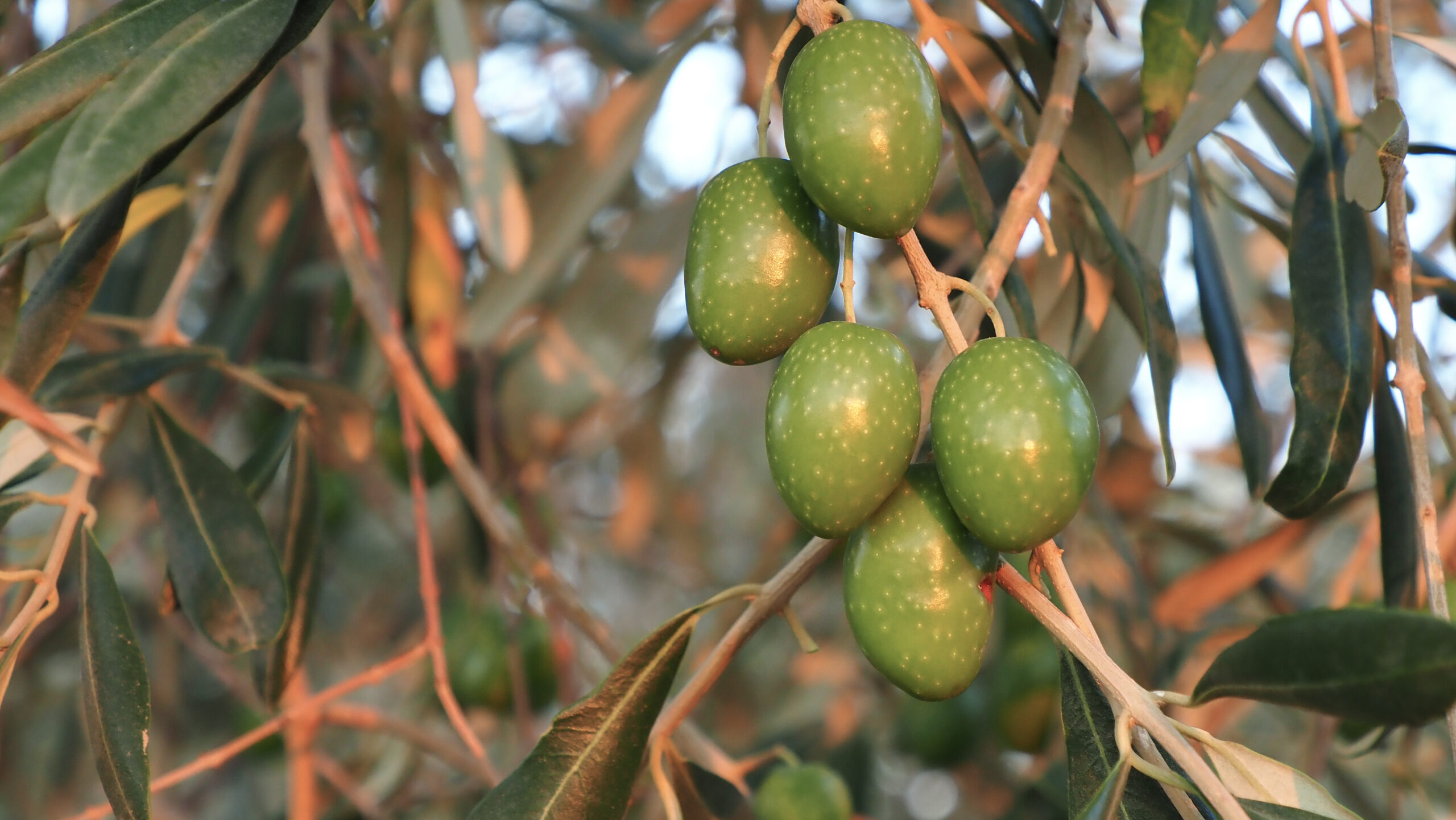 Taste Halkidiki: Ancient Roots, Contemporary Flavors| travel.gr