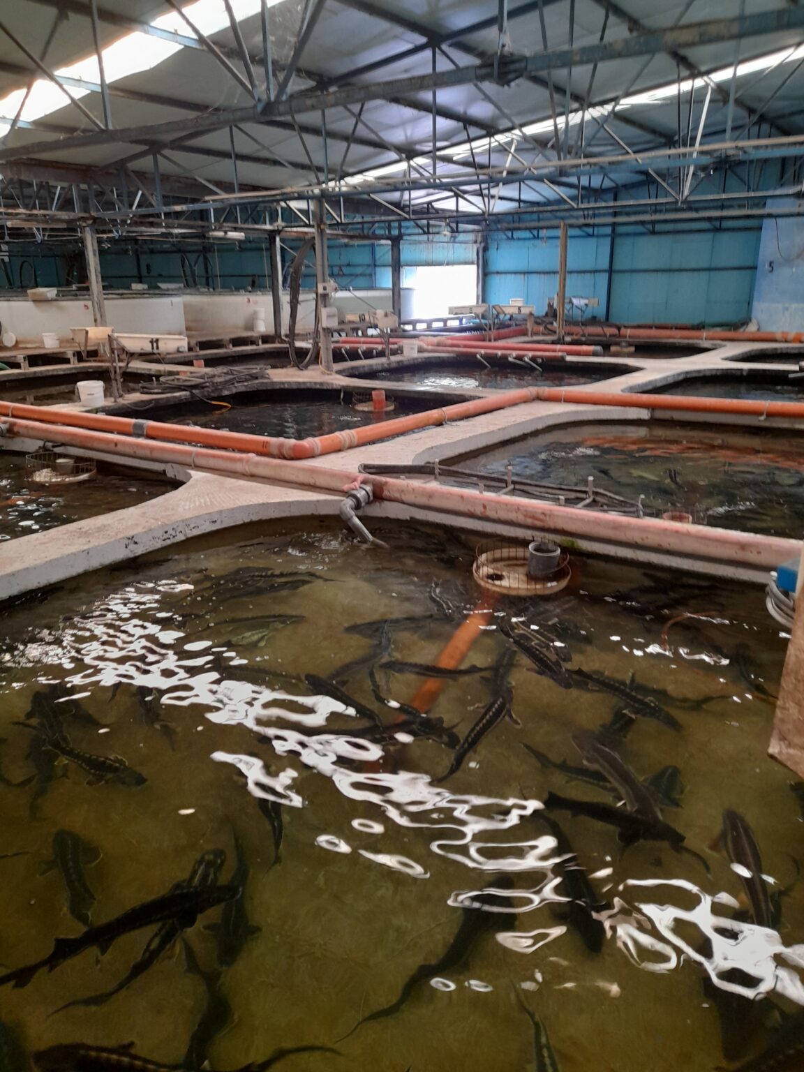 Η Άρτα μπαίνει στο γαστρονομικό παιχνίδι και θέλει να γράψει ιστορία ...