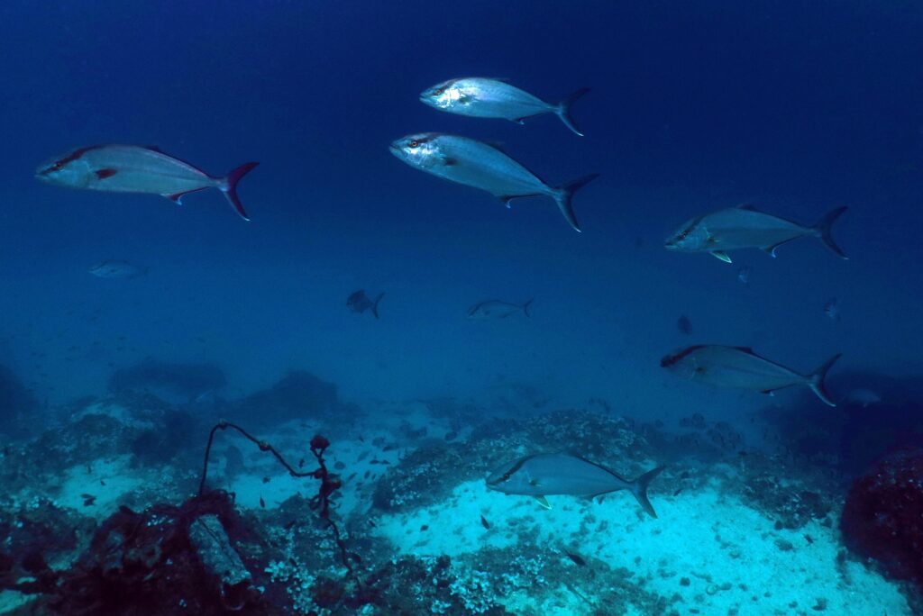 The best scuba diving spots in Attica | travel.gr