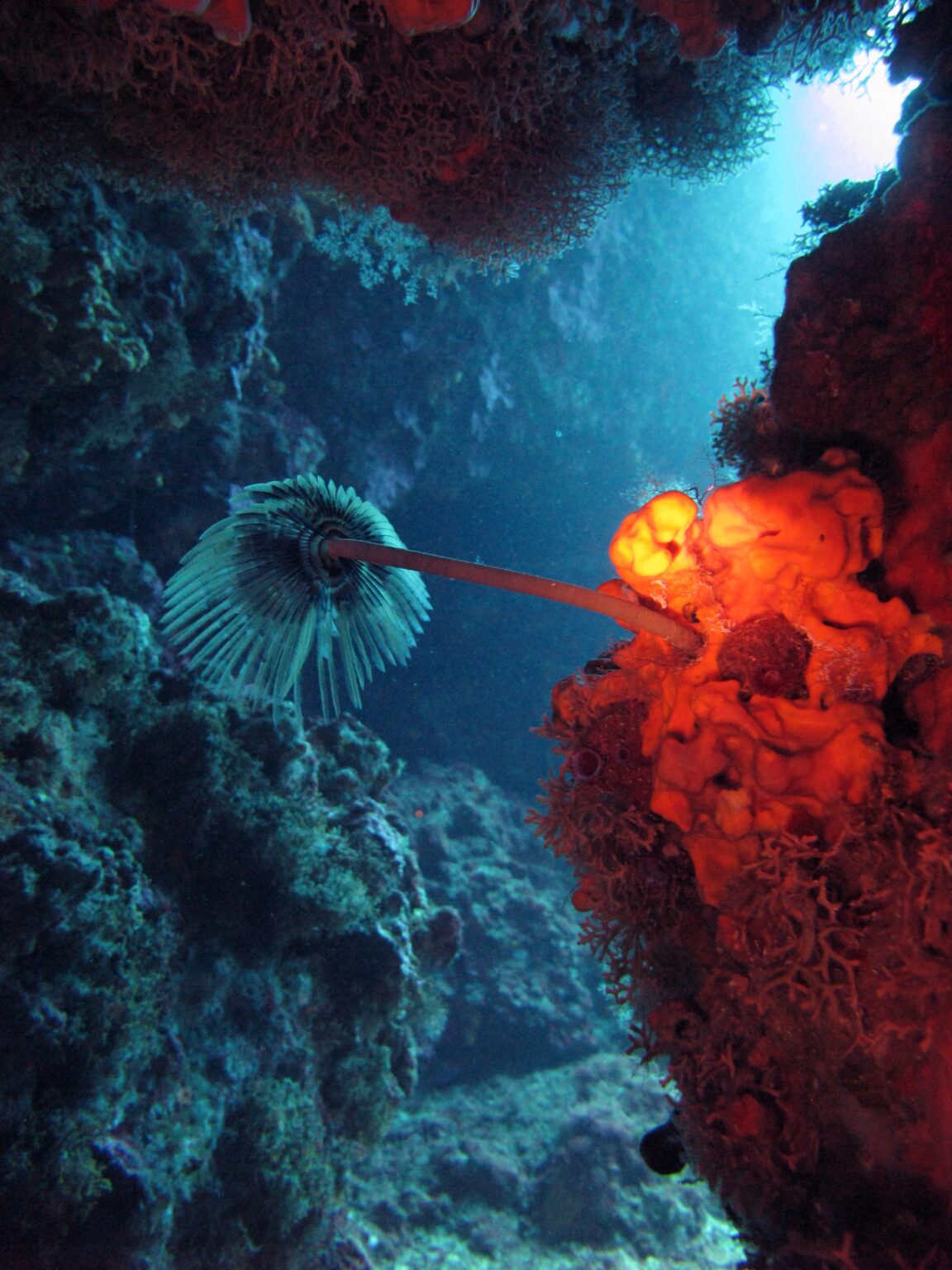Colourful underwater worlds of Pothitos, Pothitaki| travel.gr