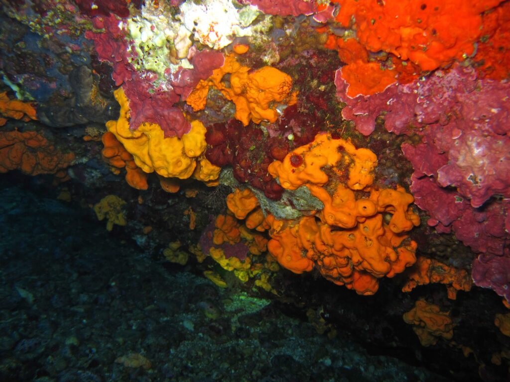 Colourful underwater worlds of Pothitos, Pothitaki| travel.gr