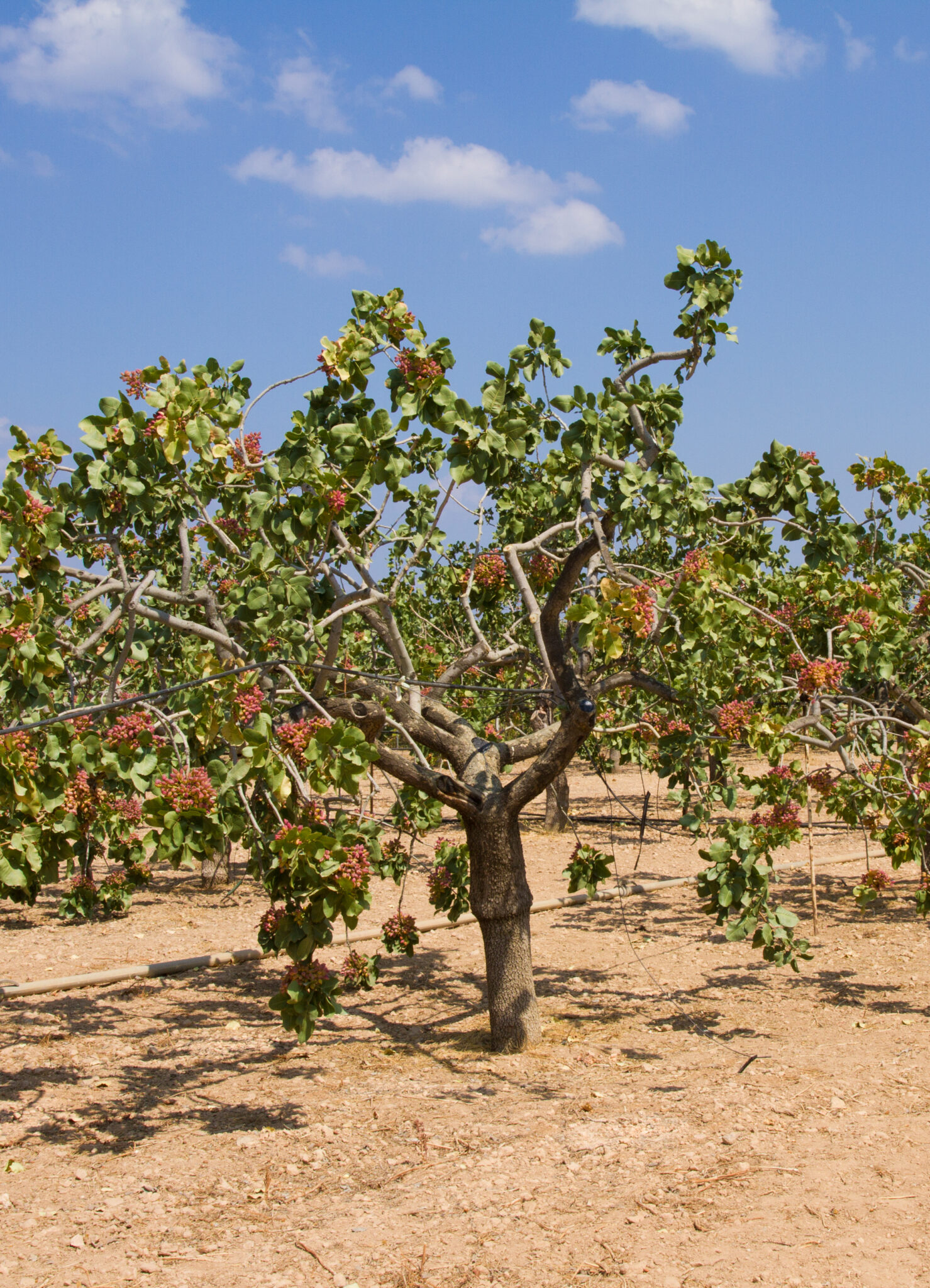 Η Αίγινα της Ελισάβετ Μουτάφη | travel.gr