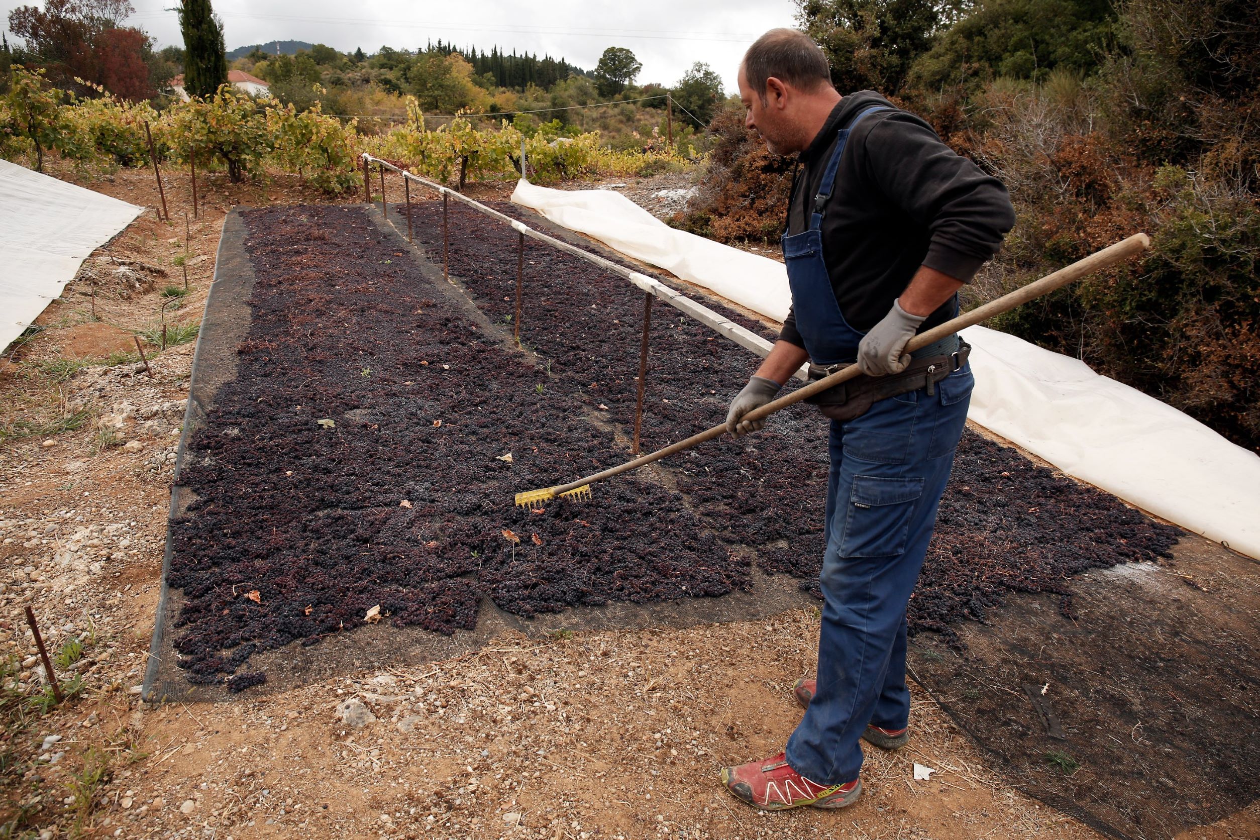 The secrets of Greek raisins, a wonderful superfood full of valuable ...