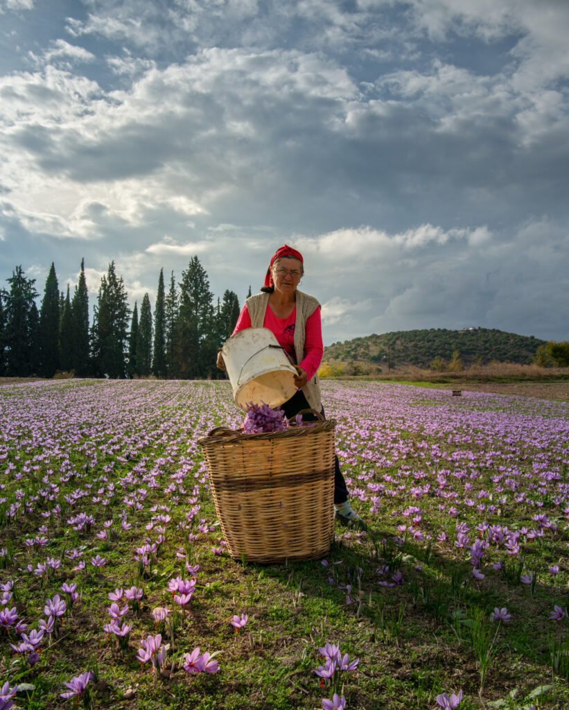 In the purple Crocus- scented fields of Kozani | travel.gr