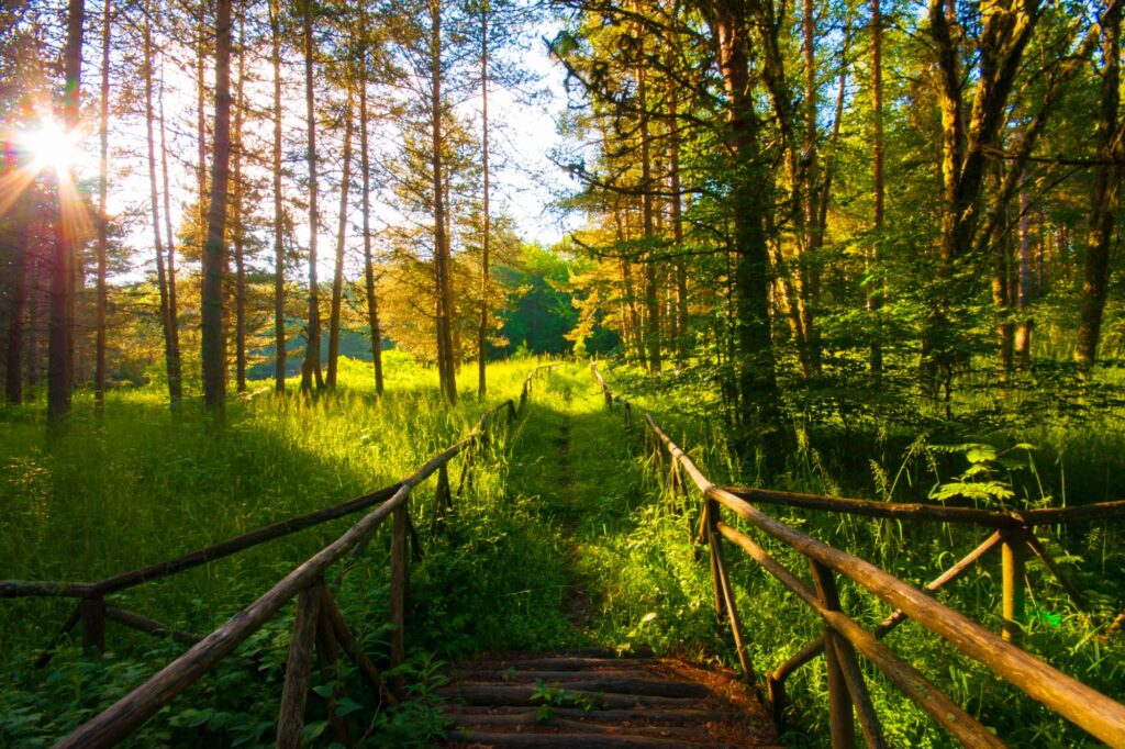 Paradise on earth: a lush forest in northern Greece enchants visitors ...