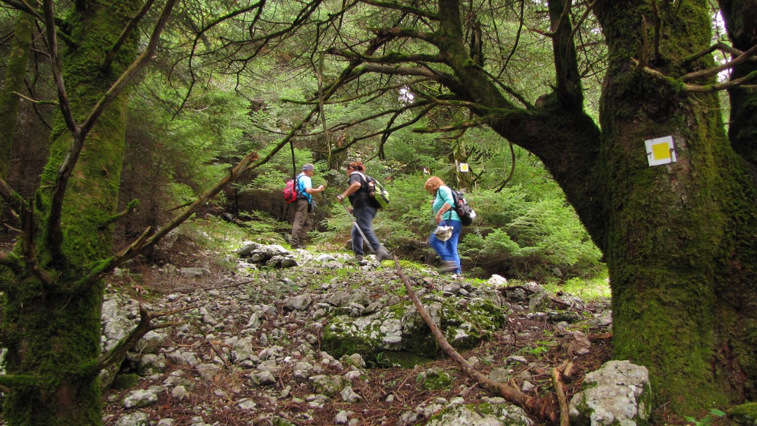 Ελαταριά Παραμυθιά μονοπάτια εντυπωσιακά έλατα ορειβασία πεζοπορία ...