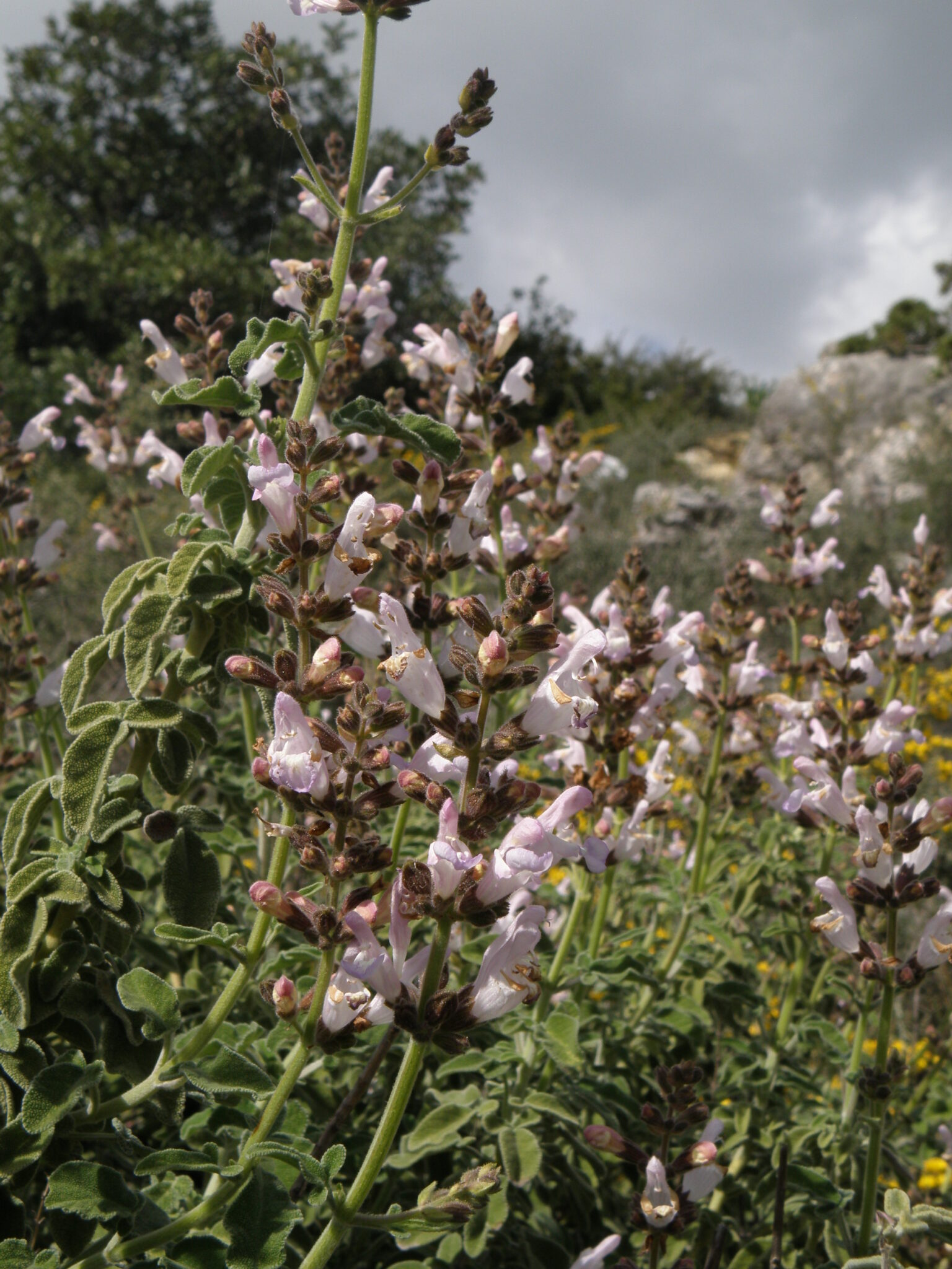 The herbs of Crete | travel.gr