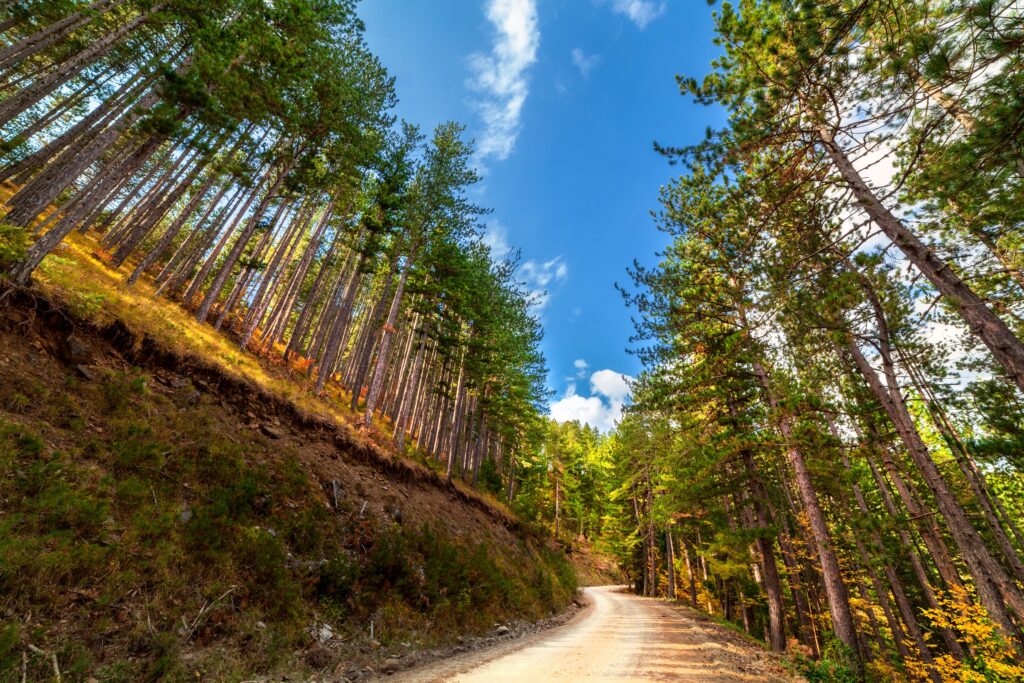 Fraktos Forest on the Rodopi mountain range
