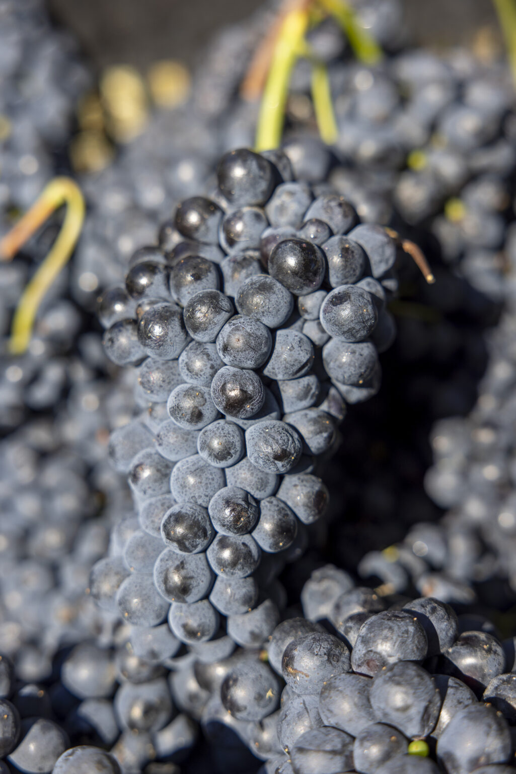 | travel.gr Naoussa, Greece Living the grape-harvest experience