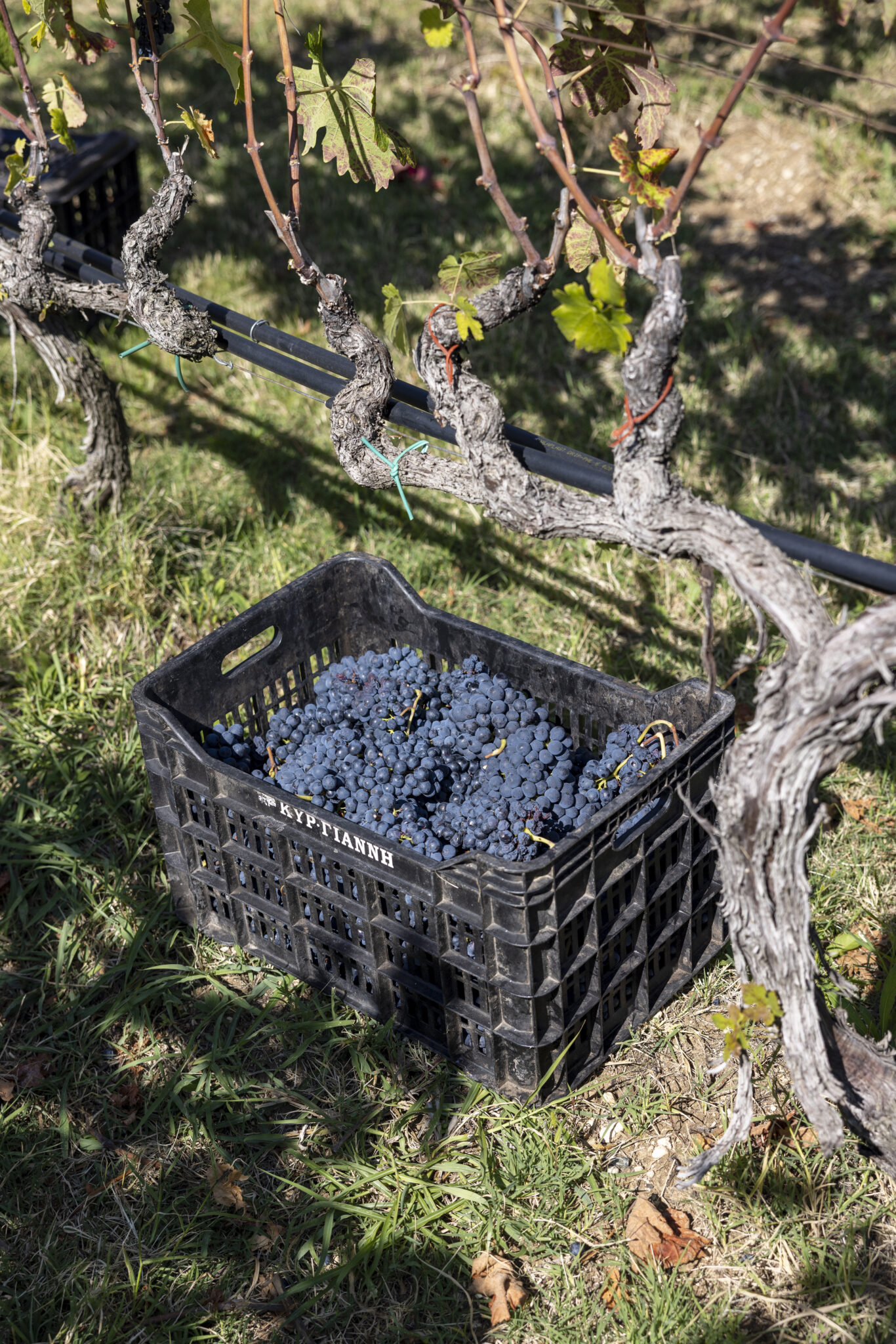 | travel.gr Naoussa, Greece Living the grape-harvest experience