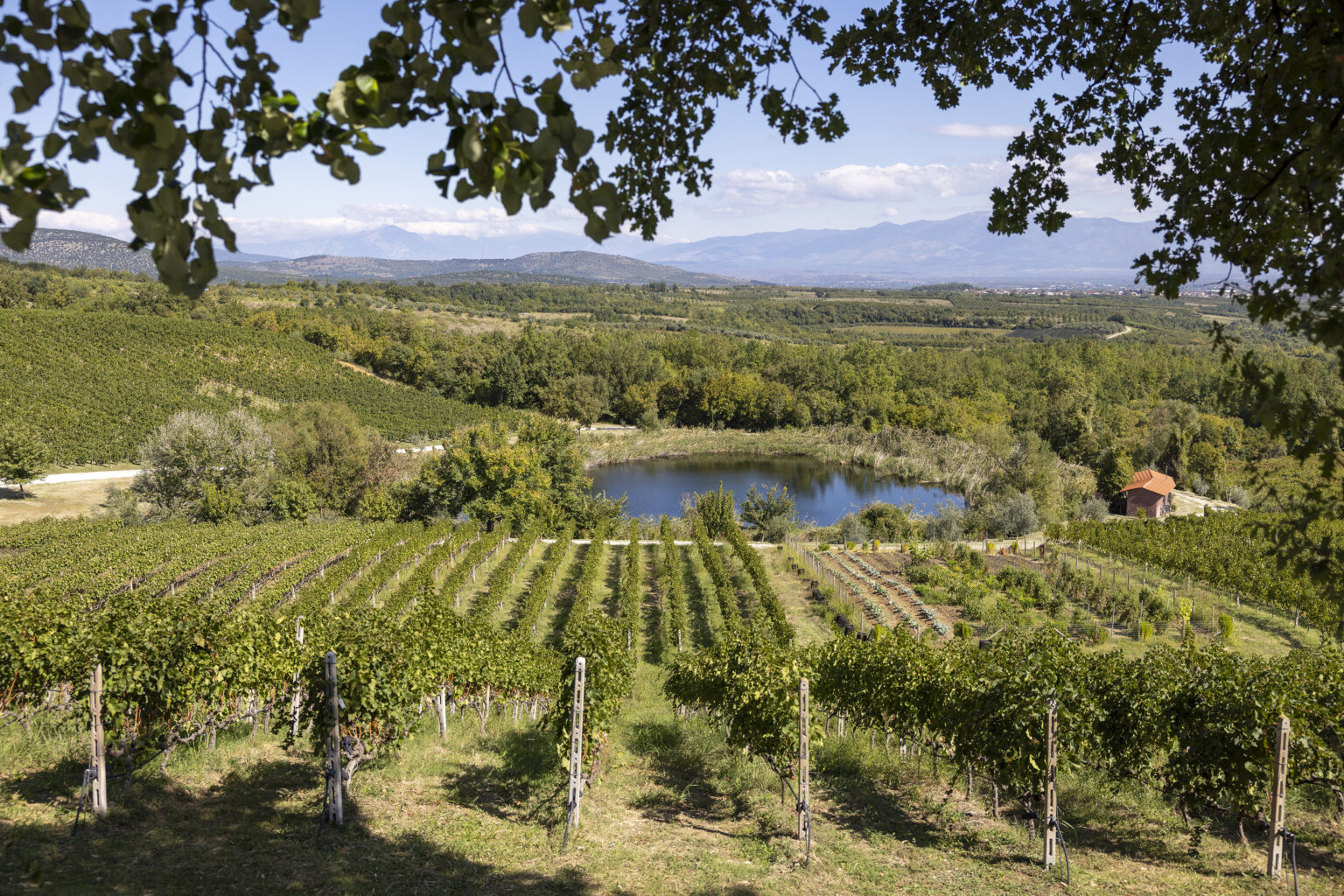 | travel.gr Naoussa, Greece Living the grape-harvest experience