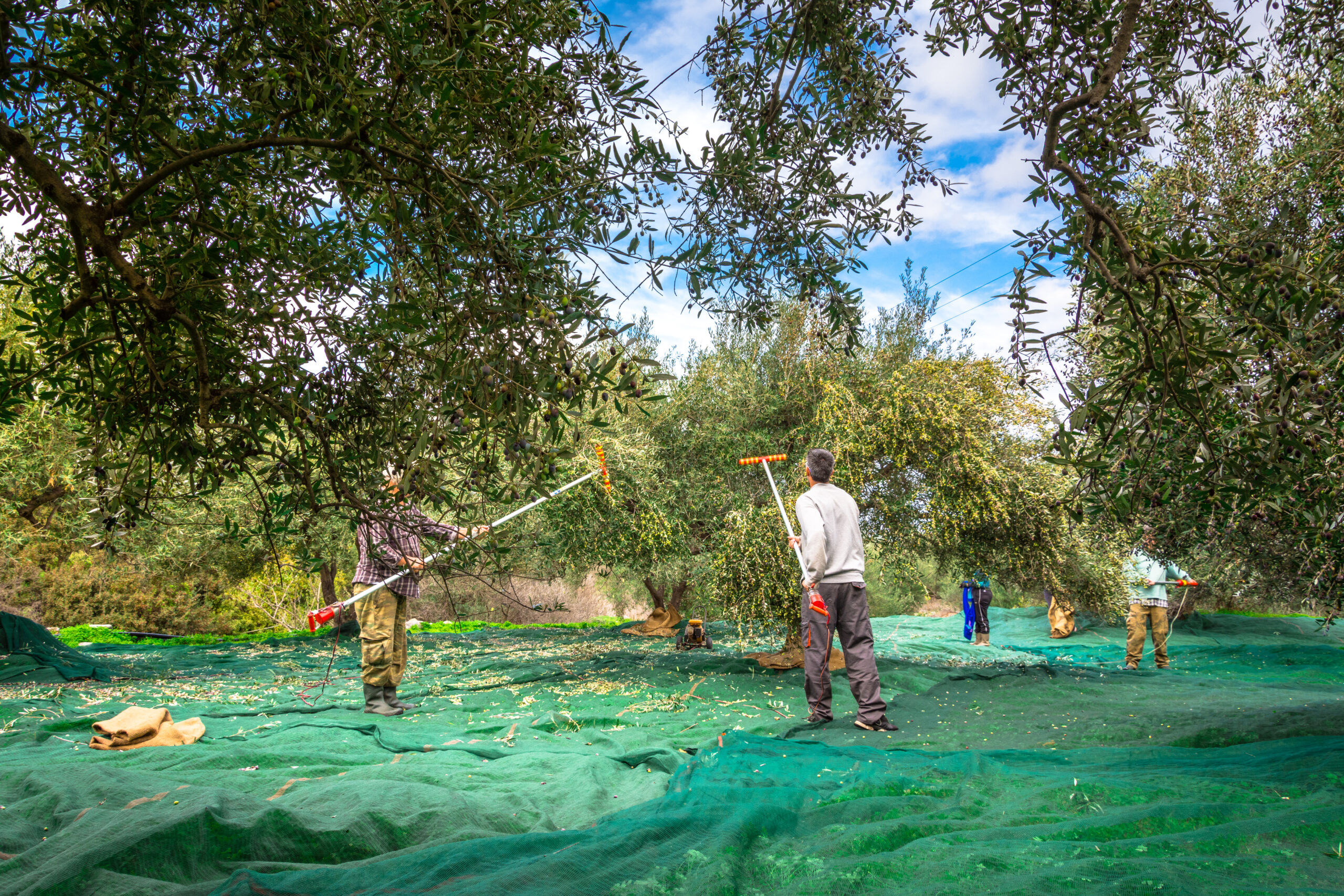 The Olive harvest experience