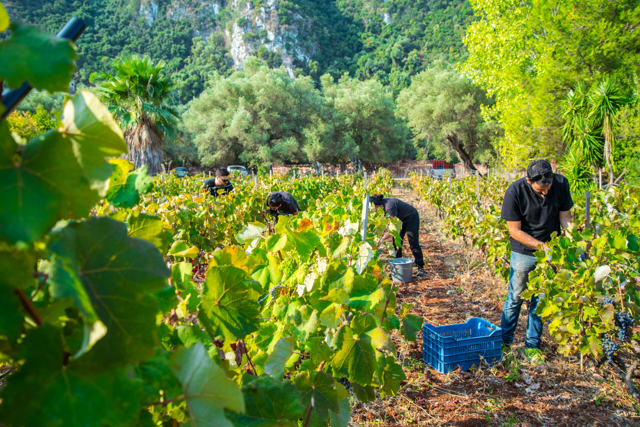 Wineries, Vines and Wines of Ionian Island of Lefkada| travel.gr