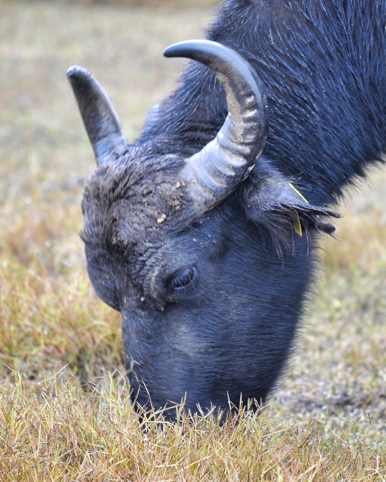 Lake Kerkini: Home to Greece’s largest water buffalo population | travel.gr