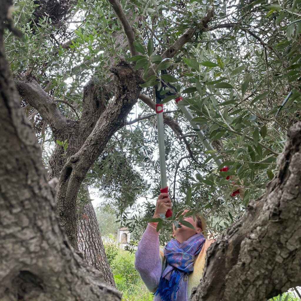 Living the Olive Harvest Experience in Greece | travel.gr