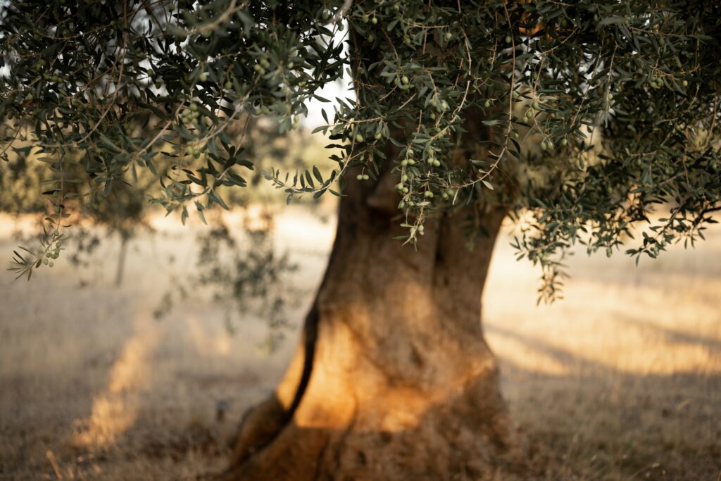 Living the Olive Harvest Experience in Greece | travel.gr