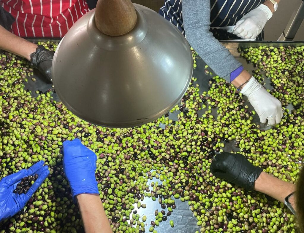 Living the Olive Harvest Experience in Greece | travel.gr