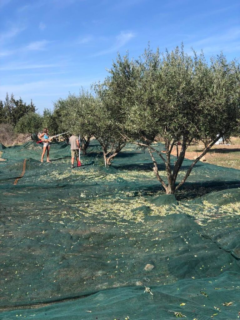 Living the Olive Harvest Experience in Greece | travel.gr