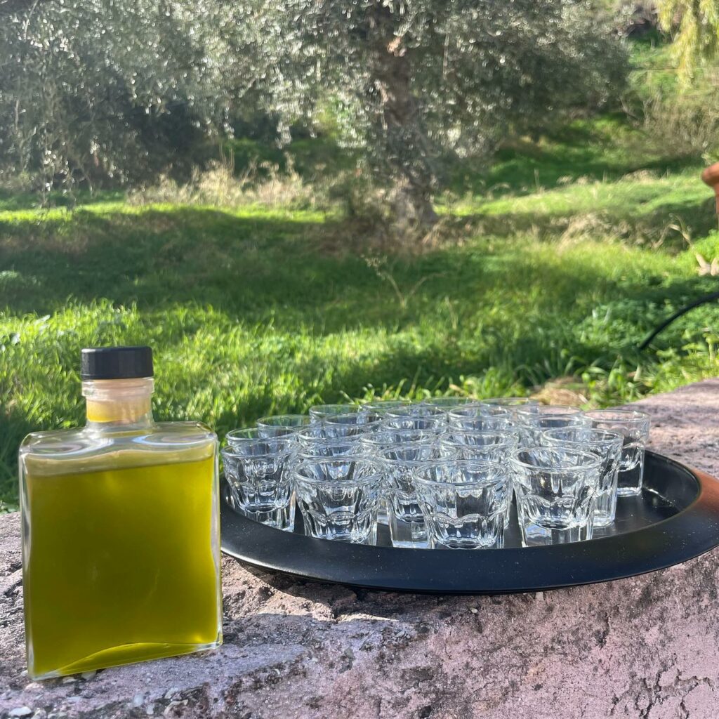 Living the Olive Harvest Experience in Greece | travel.gr