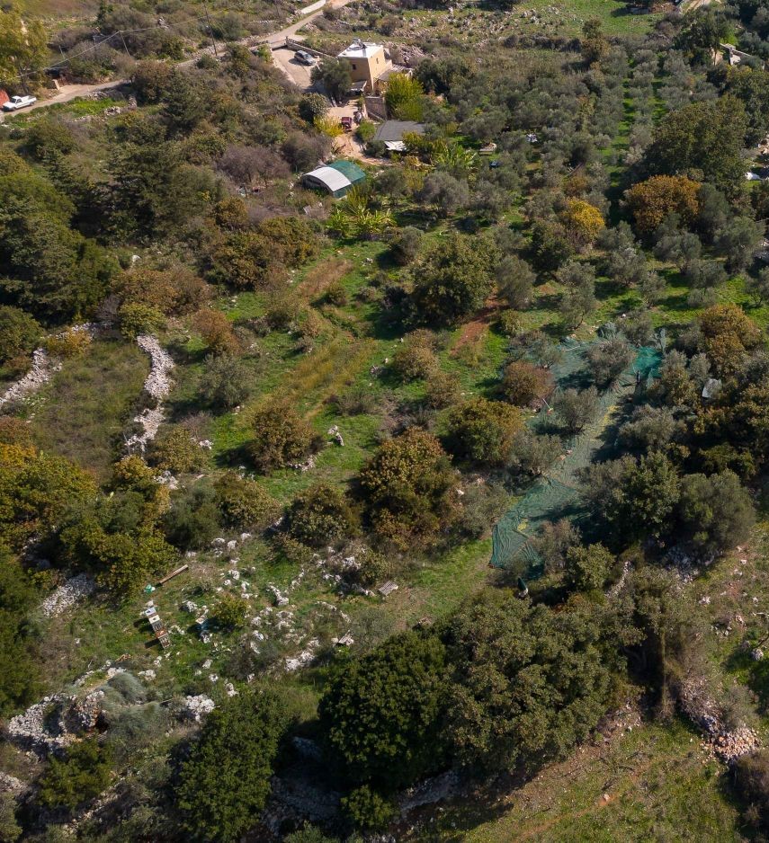 Living the Olive Harvest Experience in Greece | travel.gr