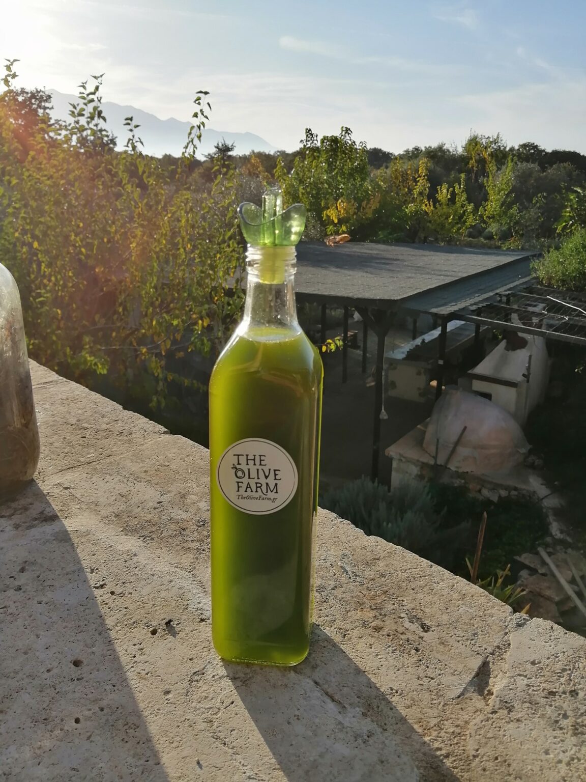 Living the Olive Harvest Experience in Greece | travel.gr