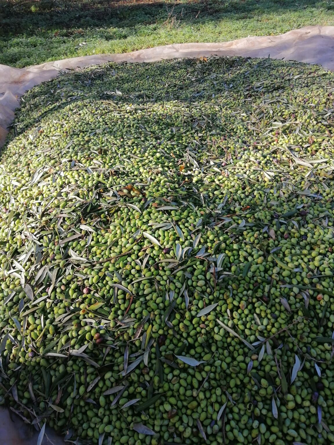 Living the Olive Harvest Experience in Greece | travel.gr