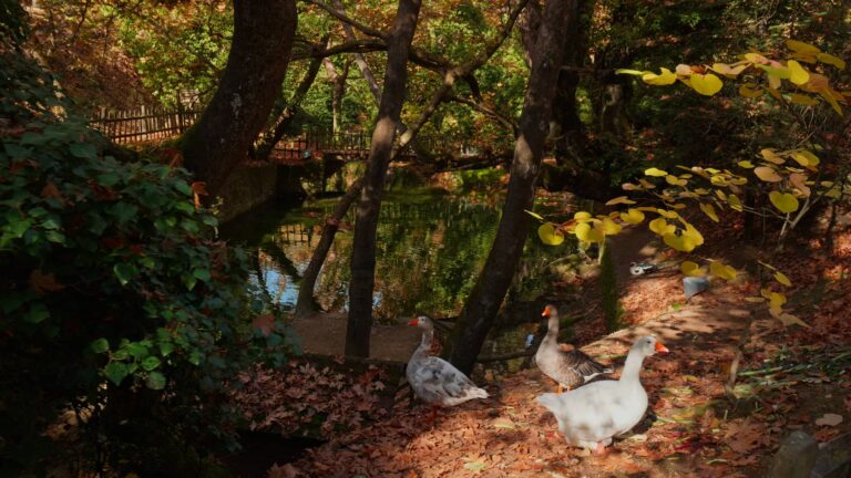 Ευρωστίνη «μπαλκόνι» Κορινθιακού δάση τρεχούμενα νερά | travel.gr