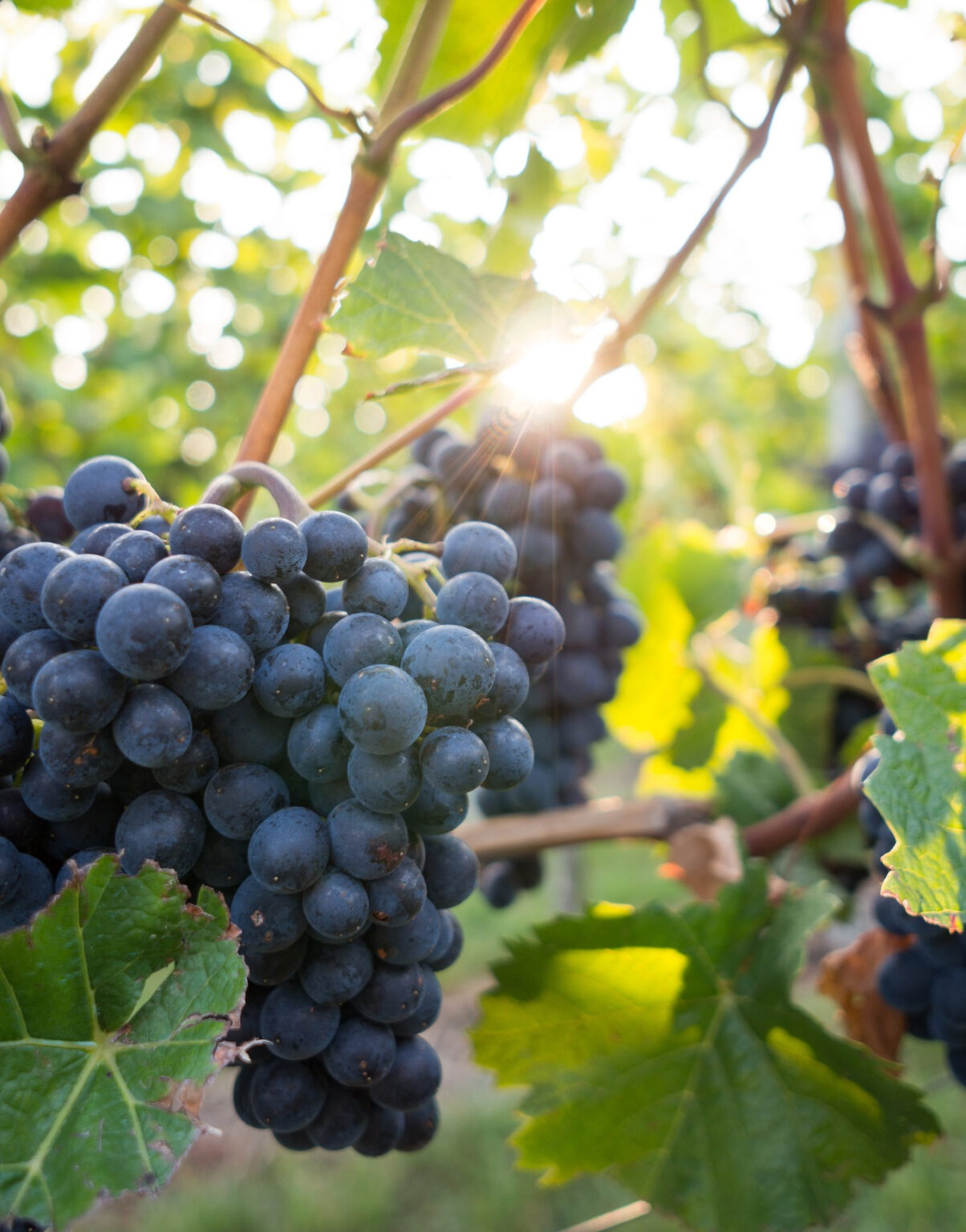 Your Guide to Rhodes | travel.gr