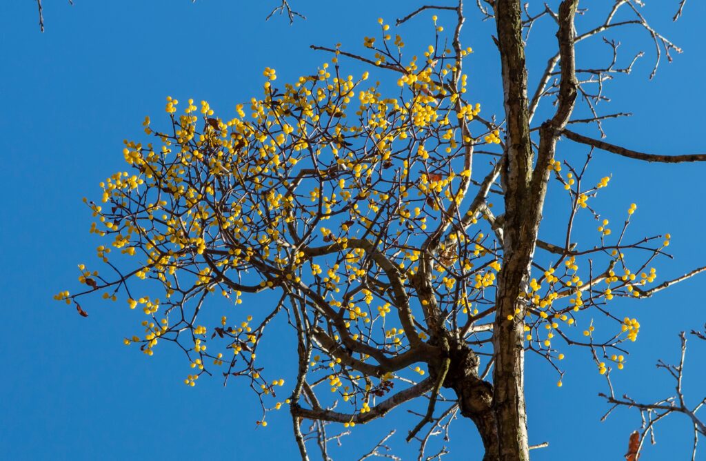 O μαγευτικός Χολομώντας και τα σοφά φυτά | travel.gr
