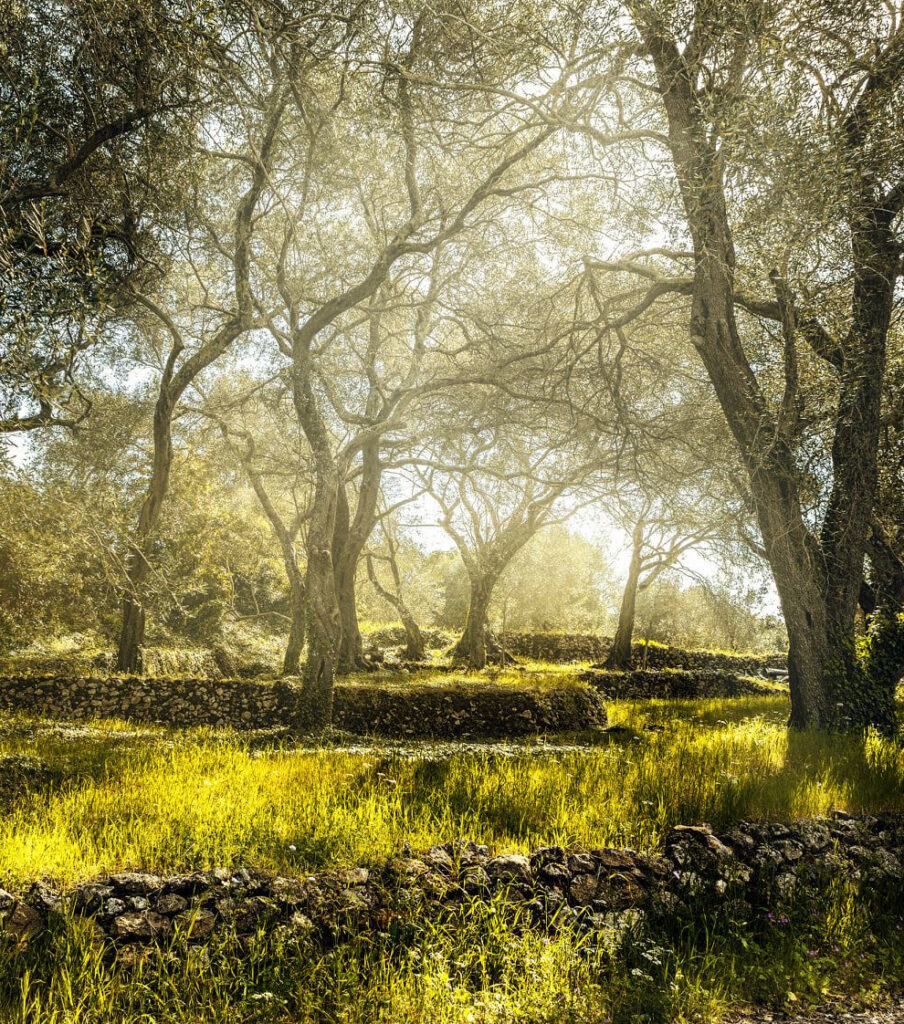 Explore Corfu Island with Local Experts| travel.gr