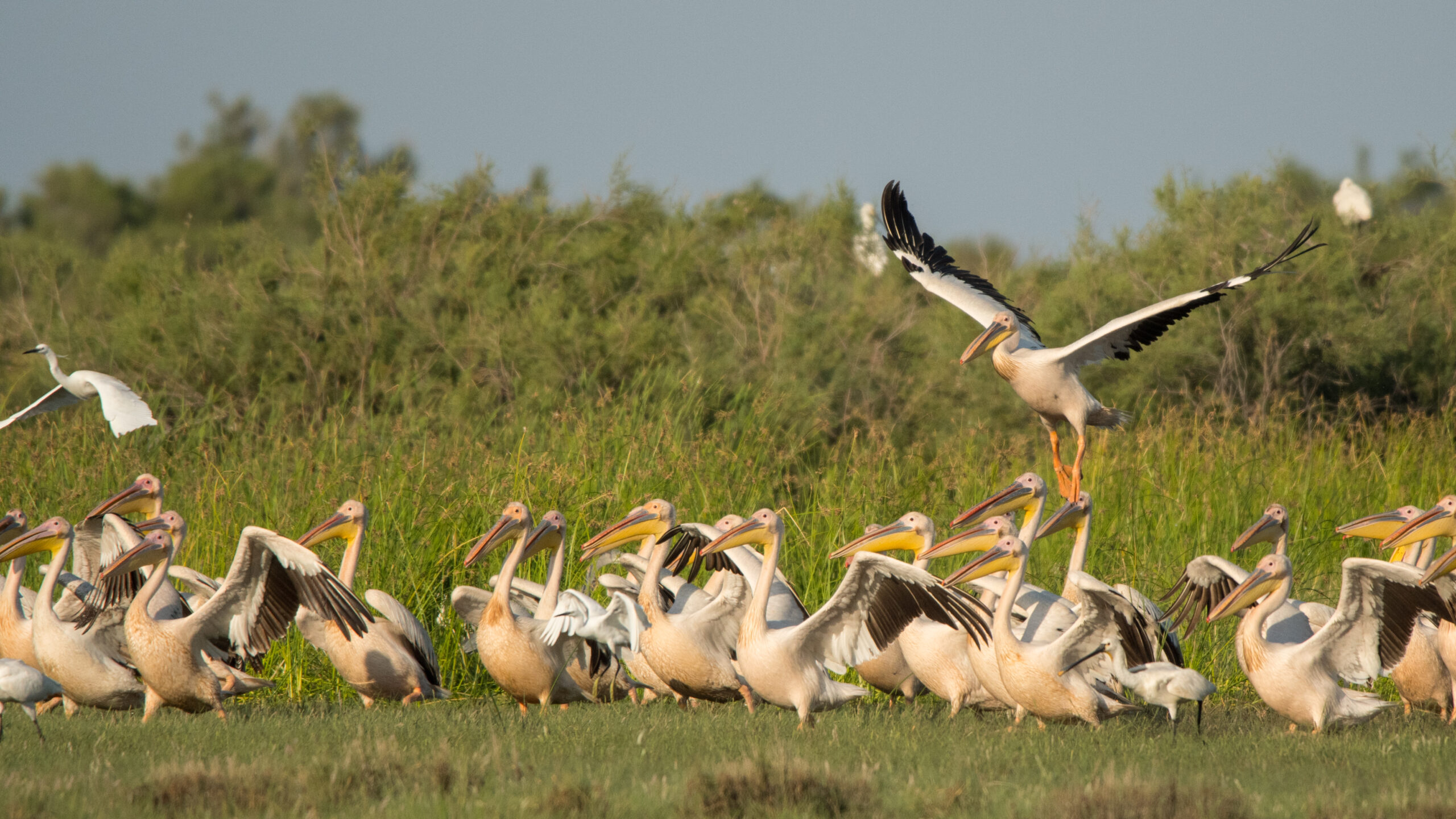 Discovering Greece's Avian Treasures| travel.gr