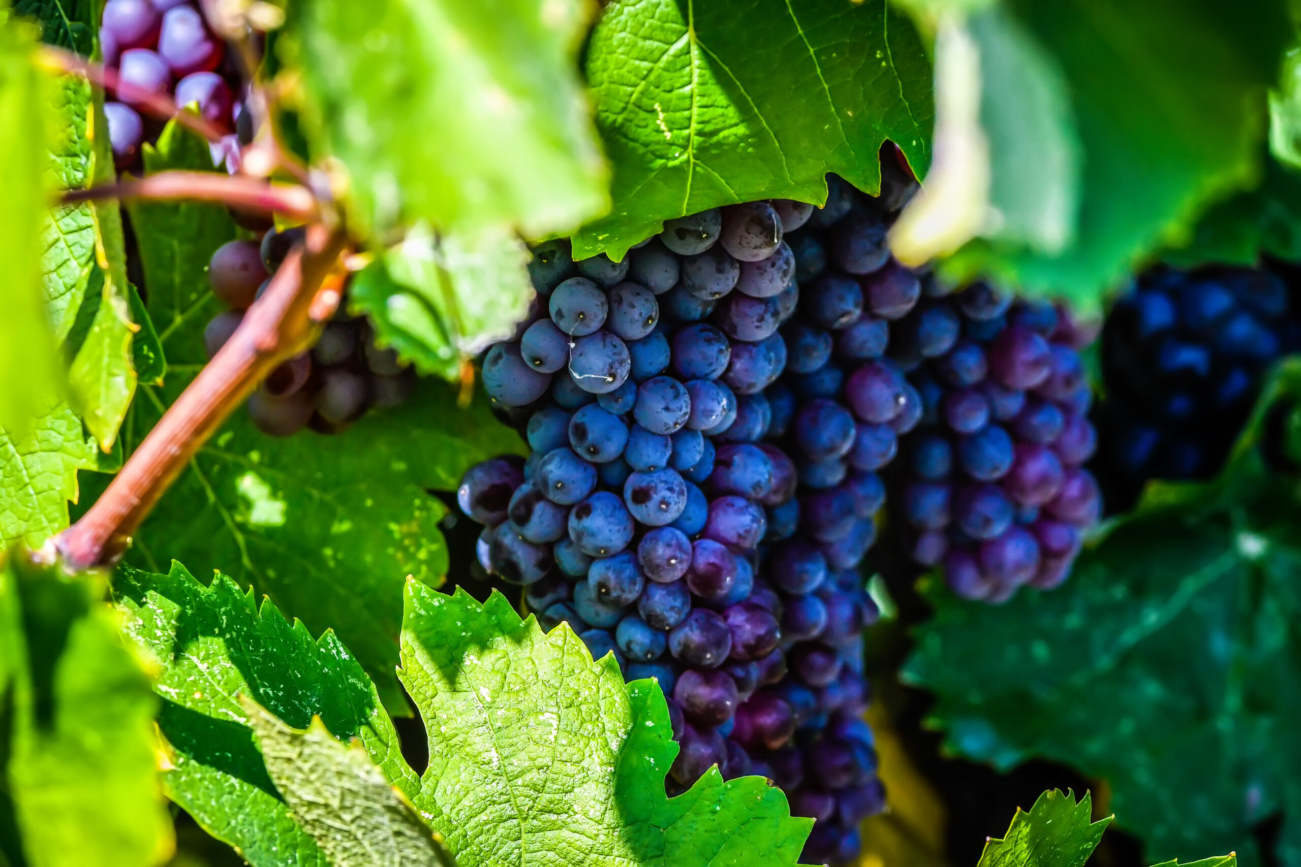 5 Iconic Products Infused into the DNA of Greek Cuisine| travel.gr