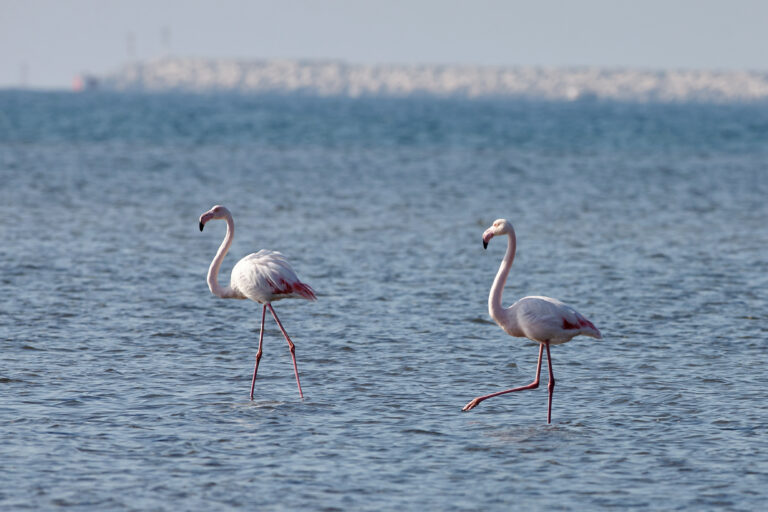 Discovering Greece's Avian Treasures| travel.gr