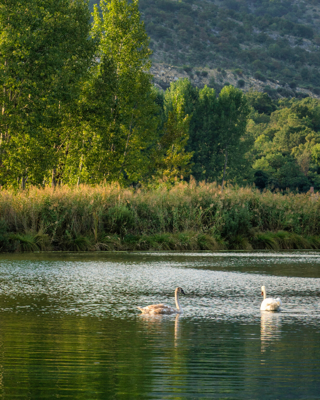 Άγρα: Η «λίμνη των κύκνων» της Πέλλας | travel.gr
