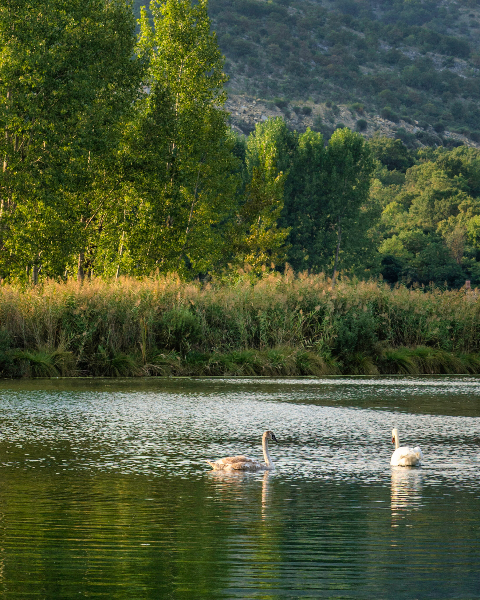 Agra: From a Pella Lake to One of Greece's Beautiful Fen| travel.gr