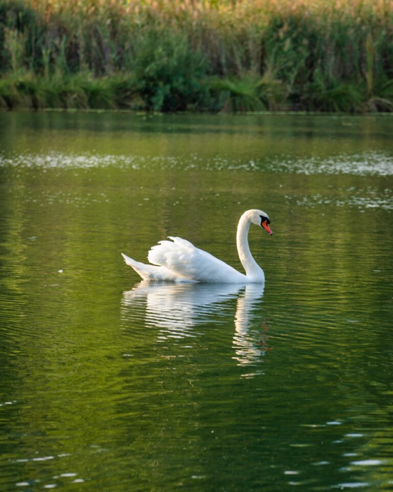 Agra: From a Pella Lake to One of Greece's Beautiful Fen| travel.gr
