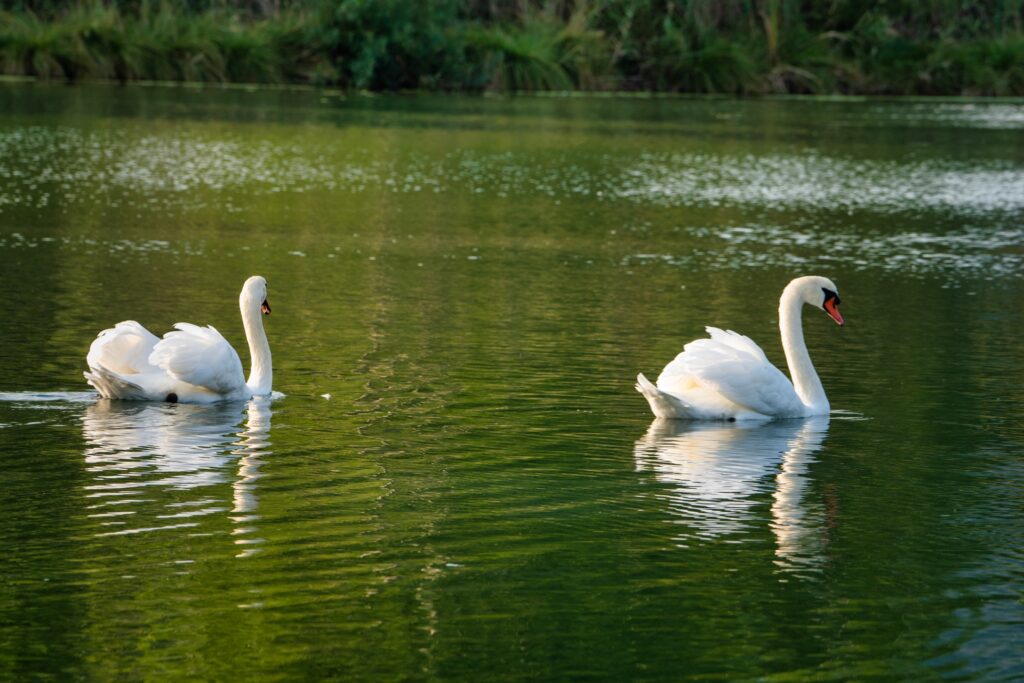 Agra: From a Pella Lake to One of Greece's Beautiful Fen| travel.gr