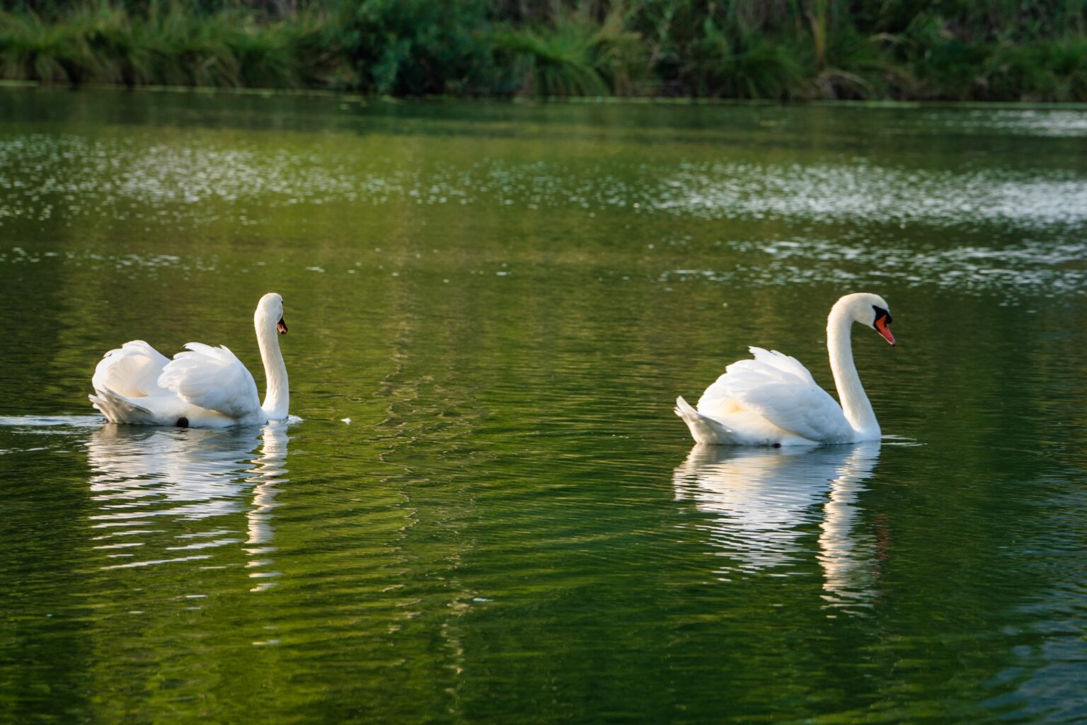 Agra: From a Pella Lake to One of Greece's Beautiful Fen| travel.gr