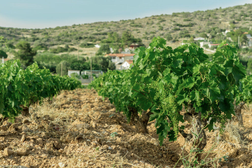 Ο αρχαιότερος αμπελώνας στην Ελλάδα | travel.gr
