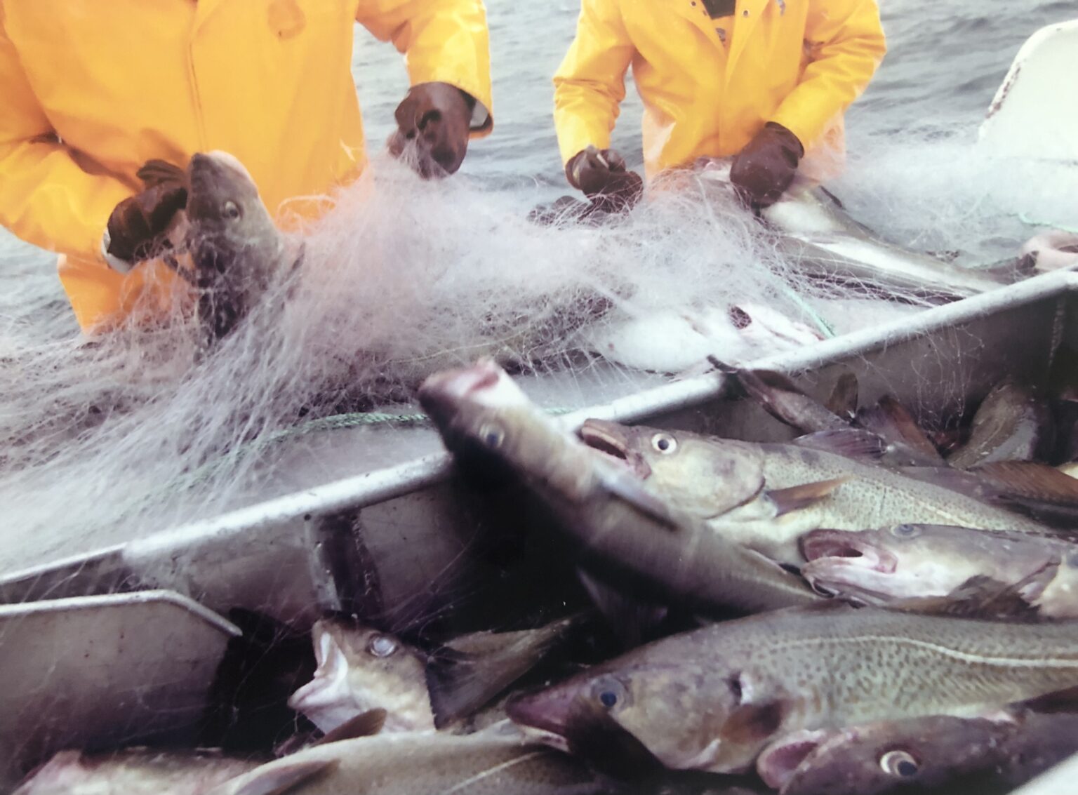 | travel.gr ψάρεμα μπακαλιάρου στα νησιά Lofoten