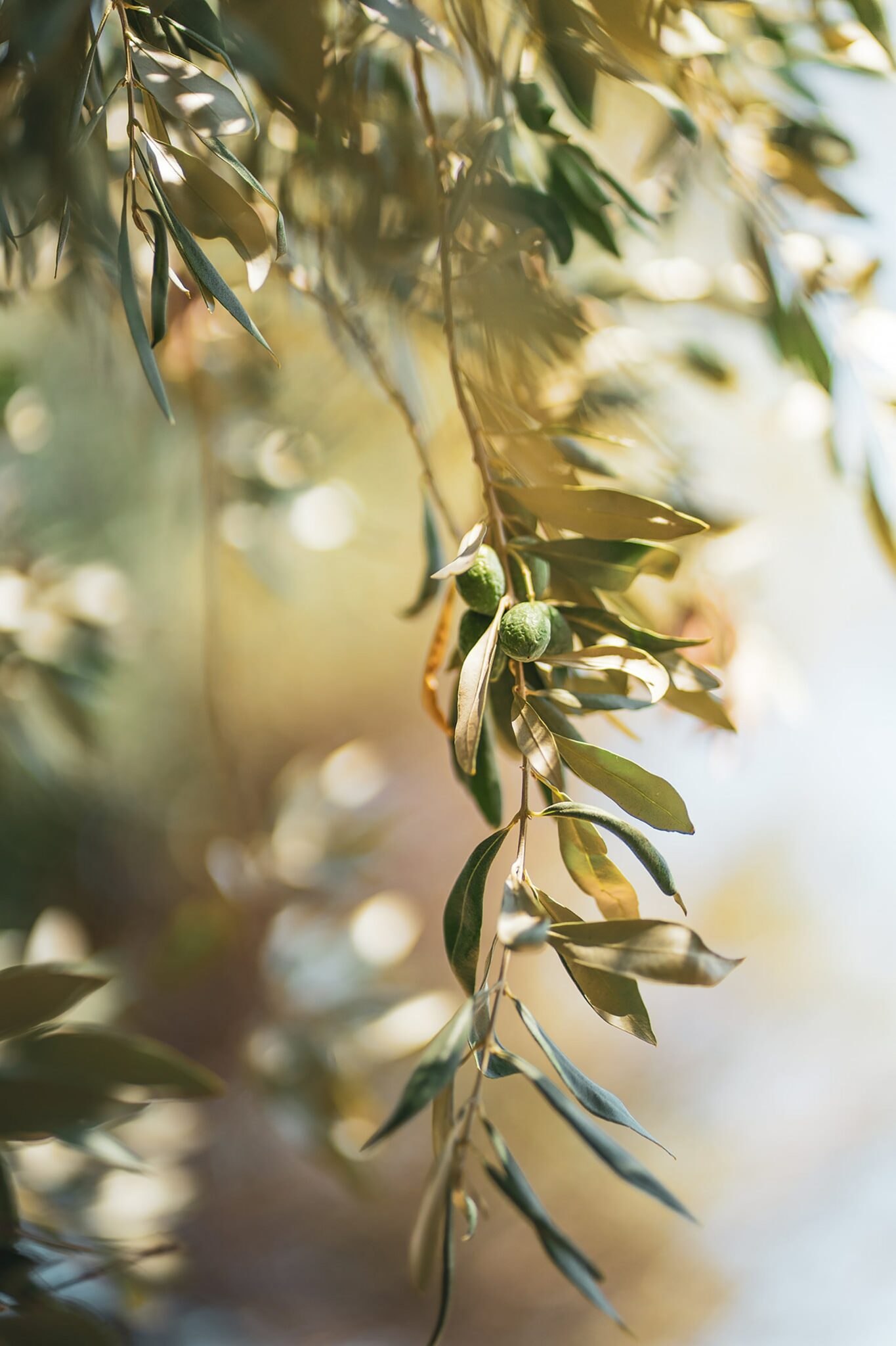 Your Guide to Kalamata| travel.gr