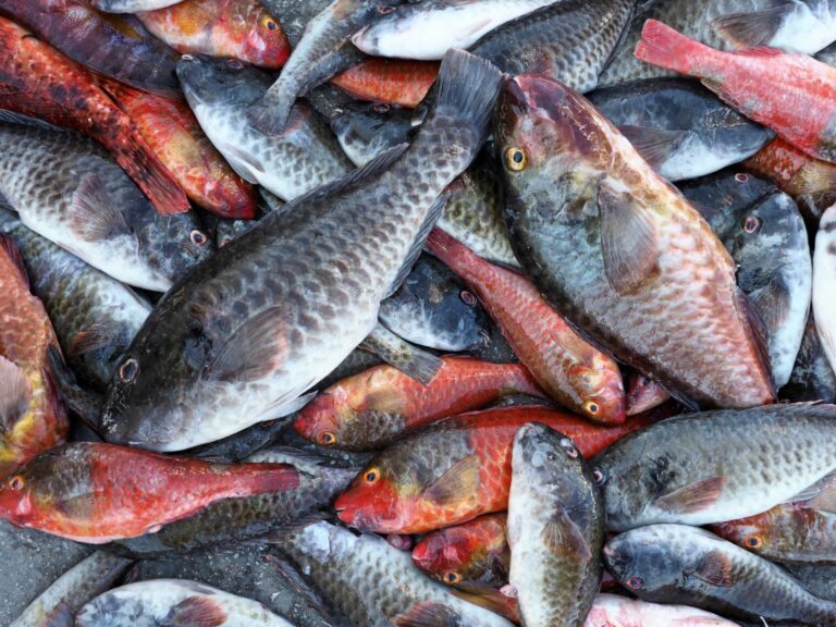 Scaros, ‘Sparisoma Cretense’ aka Parrot Fish| travel.gr