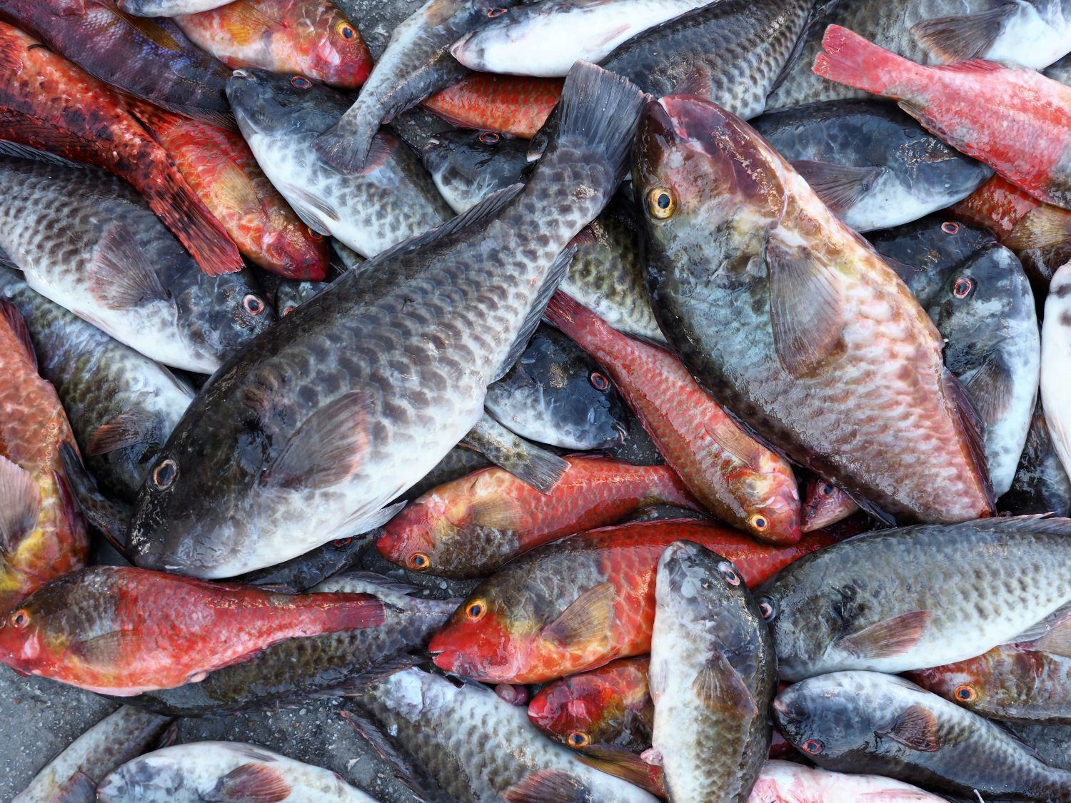 Scaros, ‘Sparisoma Cretense’ aka Parrot Fish| travel.gr