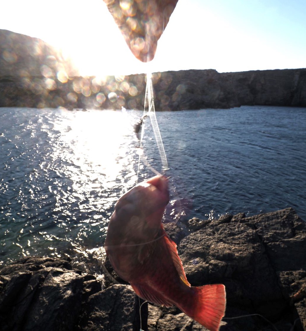 Scaros, ‘Sparisoma Cretense’ aka Parrot Fish| travel.gr