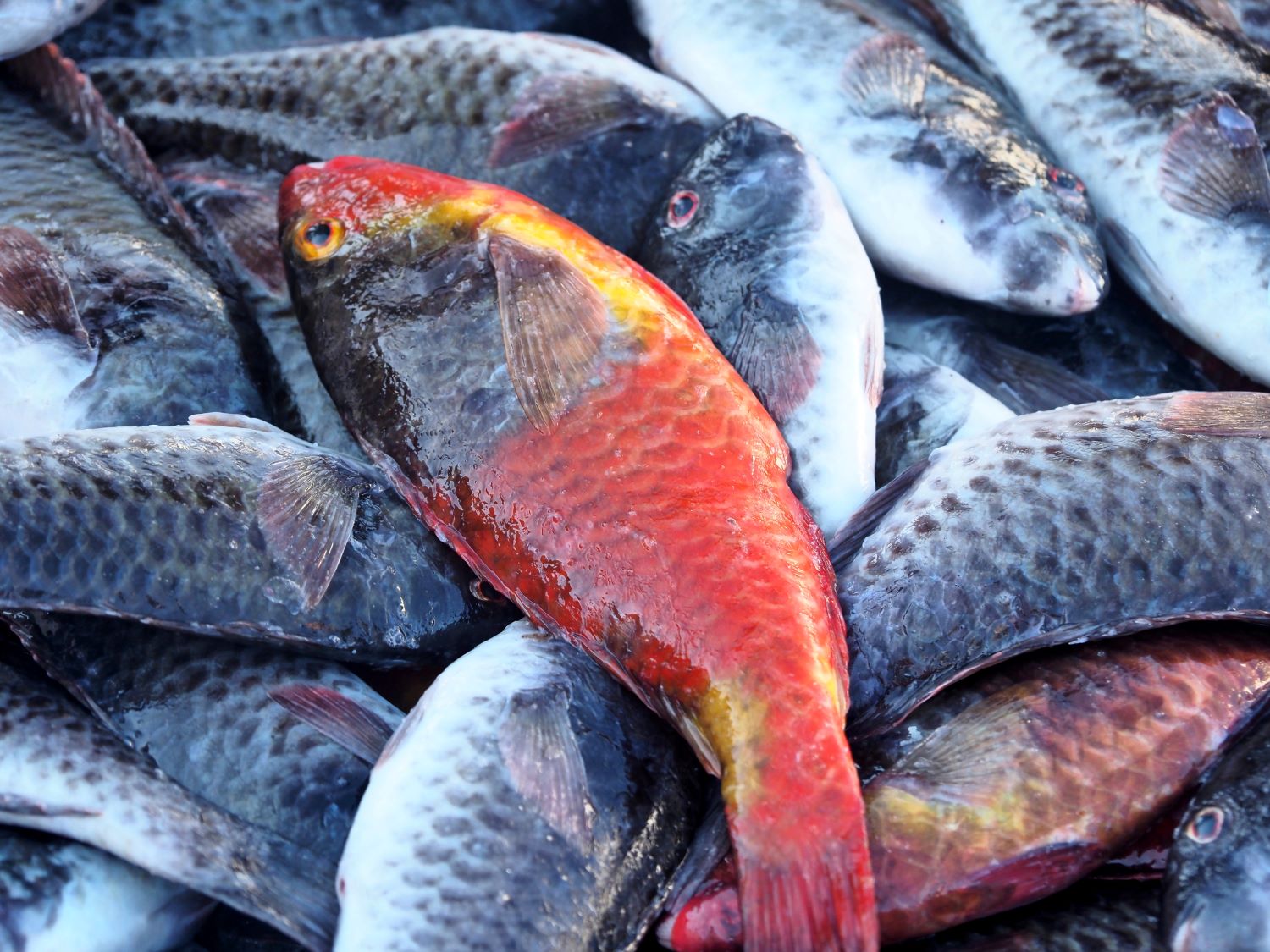 Scaros, ‘Sparisoma Cretense’ aka Parrot Fish| travel.gr