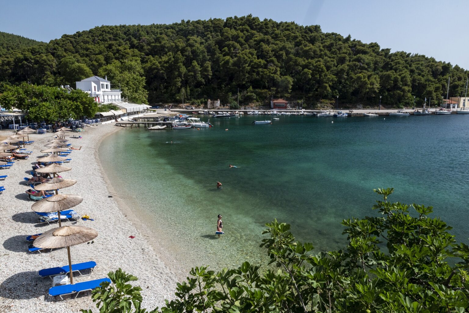 Αγνώντας γωνιές Σκοπέλου πεύκα γαλανά νερά | travel.gr