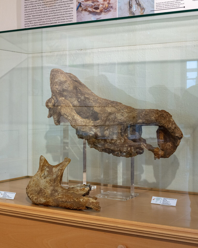 In the Footsteps of the Elephants of Western Macedonia | travel.gr