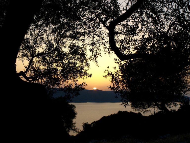 Ελιά, η γεύση και η ποίηση του ελληνικού τοπίου | travel.gr