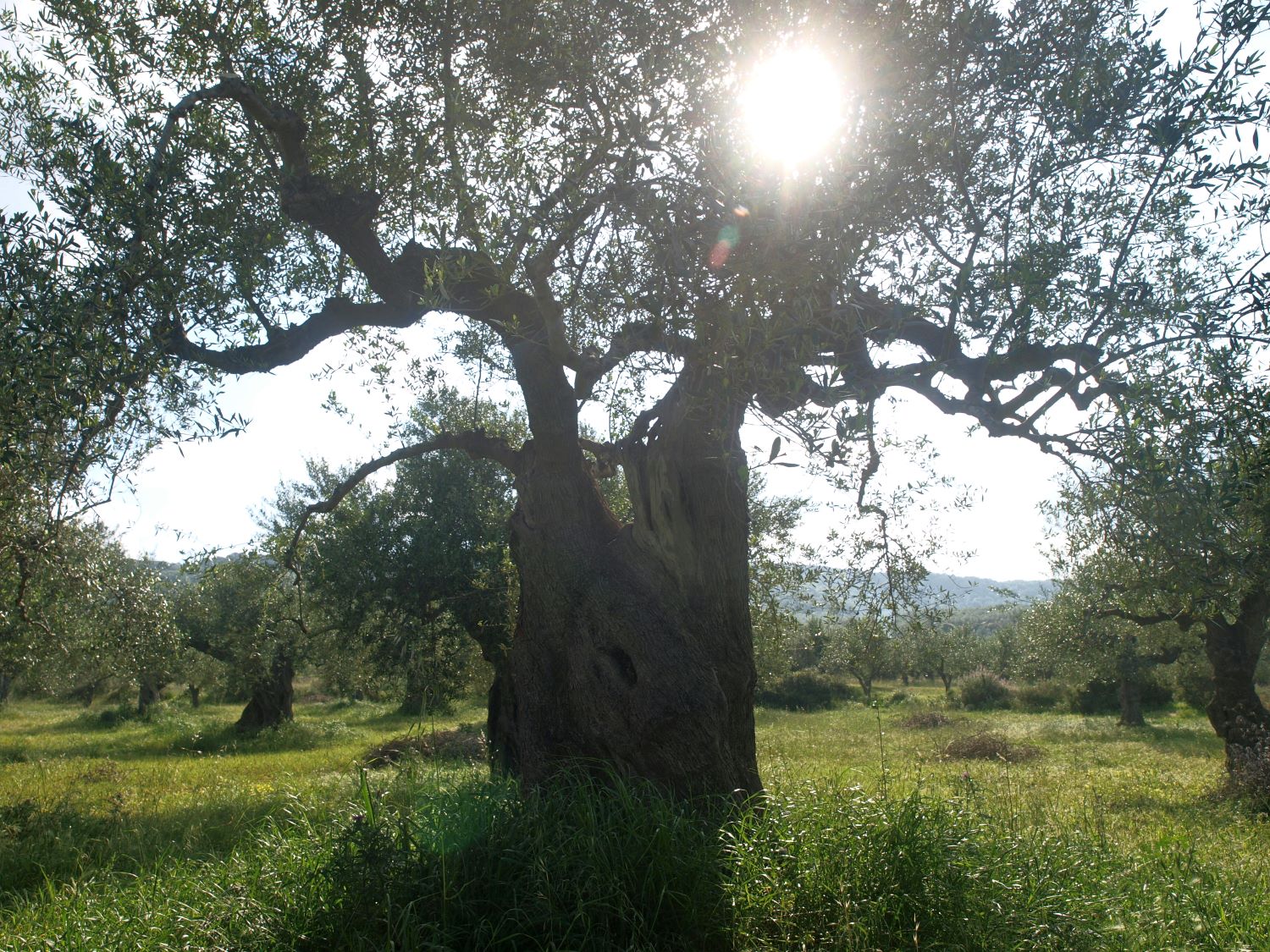 Ελιά, η γεύση και η ποίηση του ελληνικού τοπίου | travel.gr